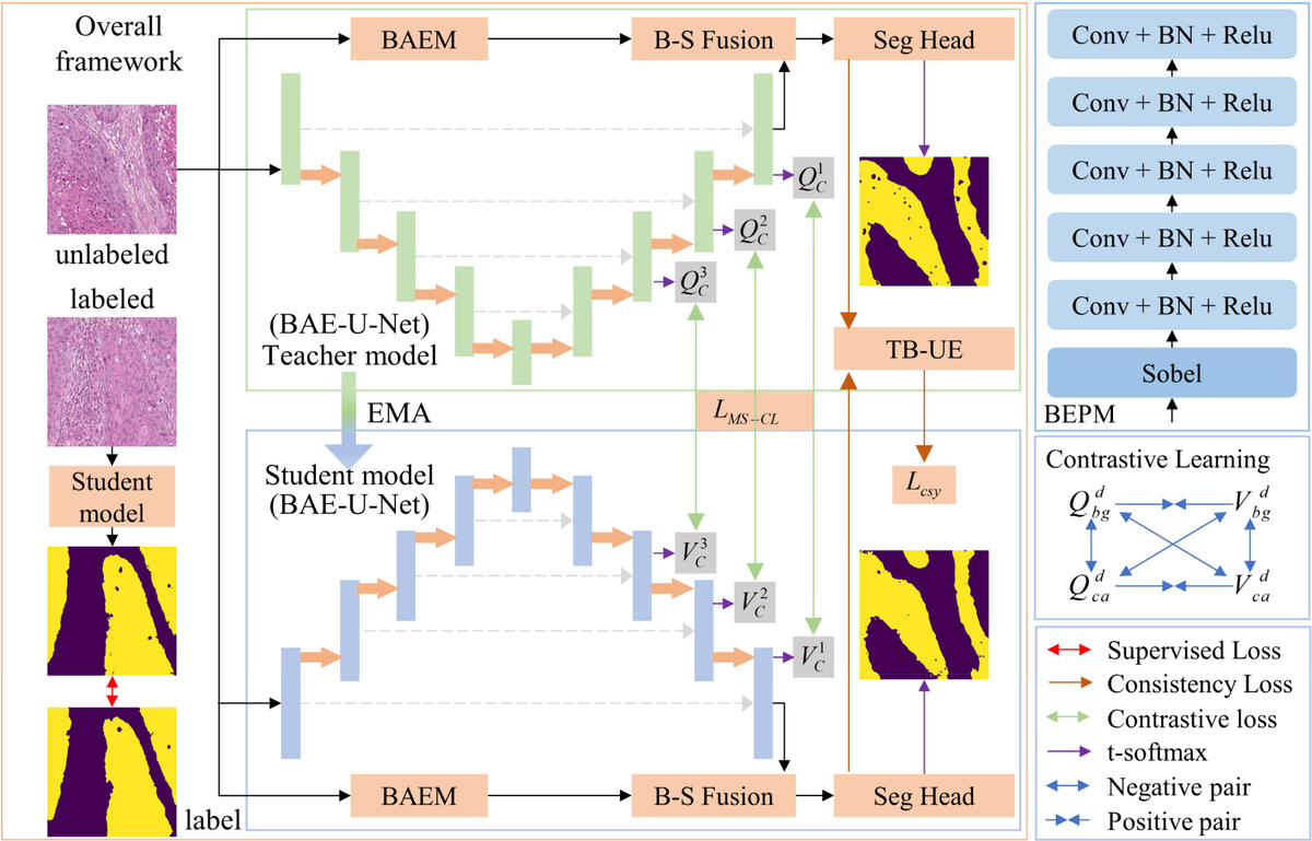 Frontiers | A transformation uncertainty and multi-scale contrastive ...