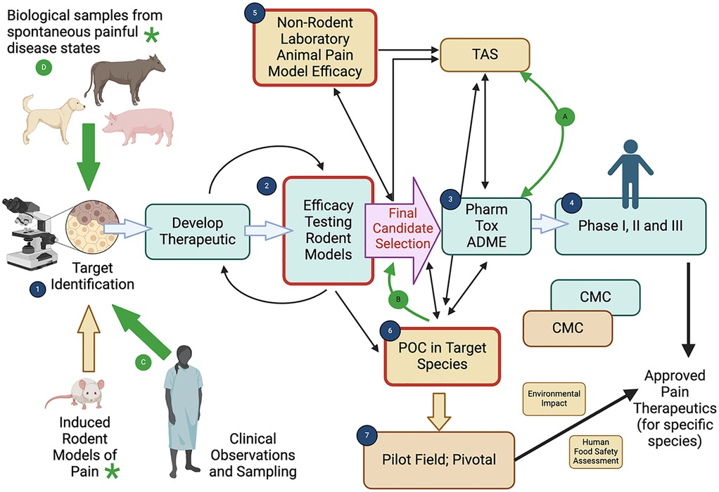 Frontiers | Outcome assessment in veterinary pain studies: a pain in ...