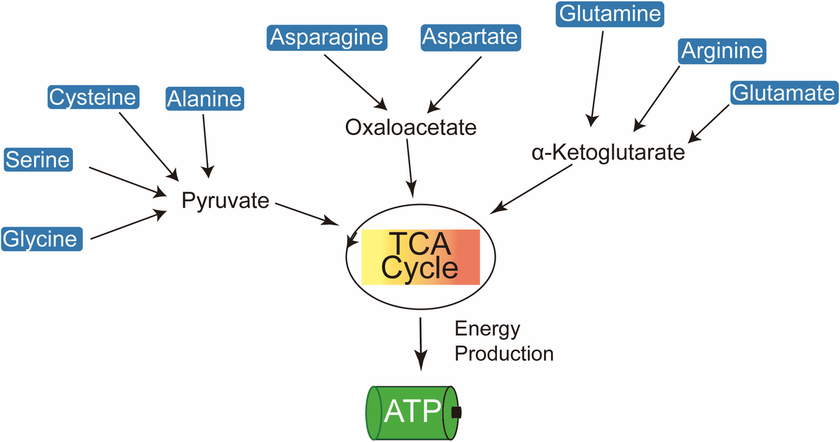 Frontiers | Targeting amino acid in tumor therapy