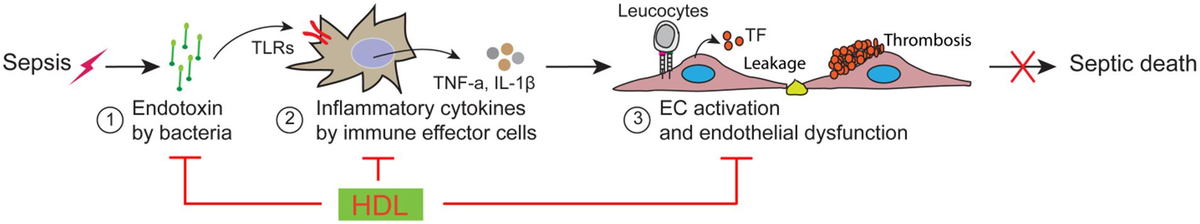 Frontiers | HDL in sepsis – risk factor and therapeutic approach