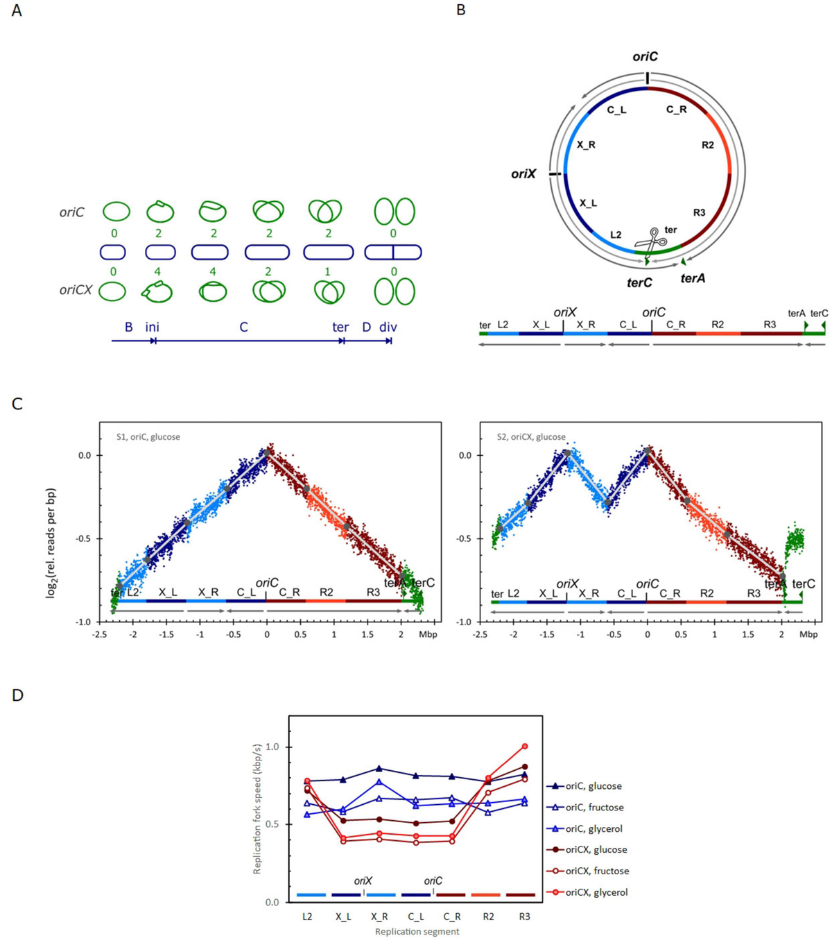 Frontiers | An additional replication origin causes cell cycle specific ...