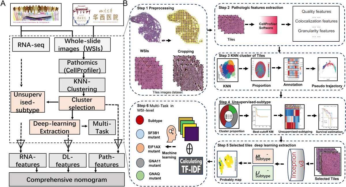 Frontiers | Integrating pathomics and deep learning for subtyping uveal melanoma: identifying ...