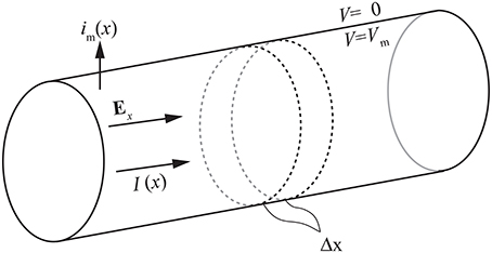 Frontiers | The Frequency-Dependent Neuronal Length Constant in ...