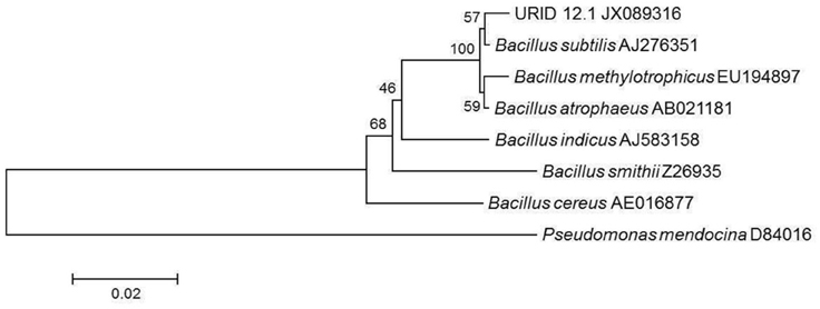 Frontiers | An Antimicrobial Metabolite from Bacillus sp.: Significant ...