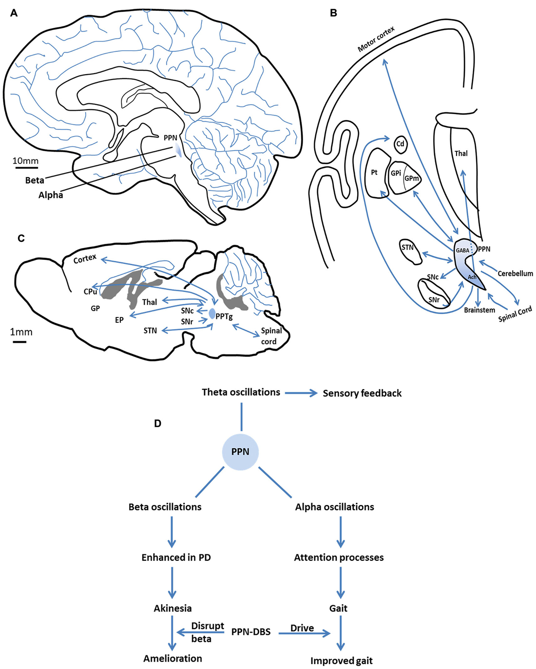 Frontiers | Oscillations in pedunculopontine nucleus in Parkinson’s ...