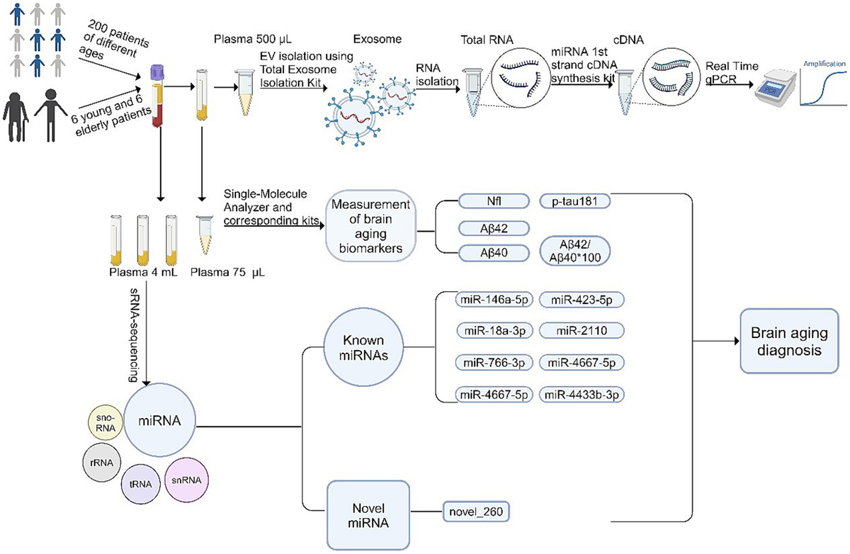 Frontiers | Non-invasive biomarkers for brain aging: the role of autophagy-related microRNAs in ...