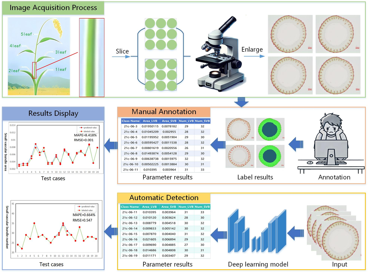 Frontiers | Rice-SVBDete: a detection algorithm for small vascular bundles in rice stem’s cross ...