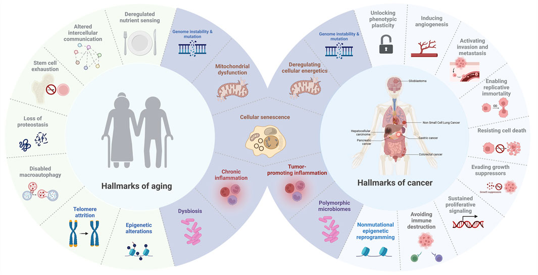 Frontiers | The interplay of cellular senescence and reprogramming shapes the biological ...