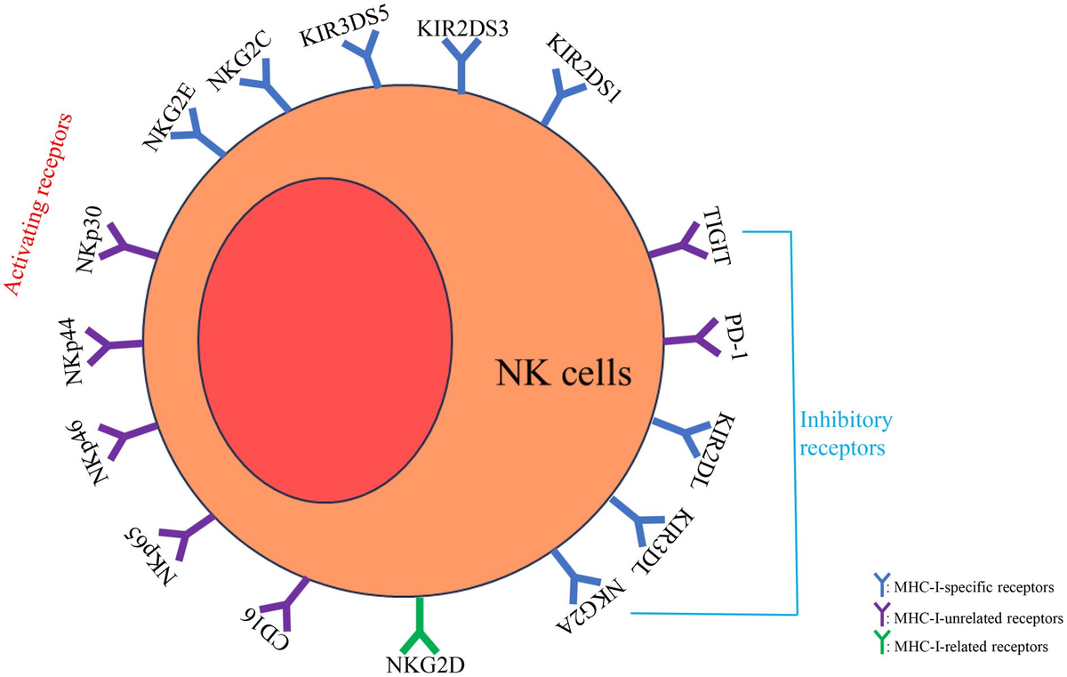 Frontiers | Recent advances in tumor immunotherapy based on NK cells