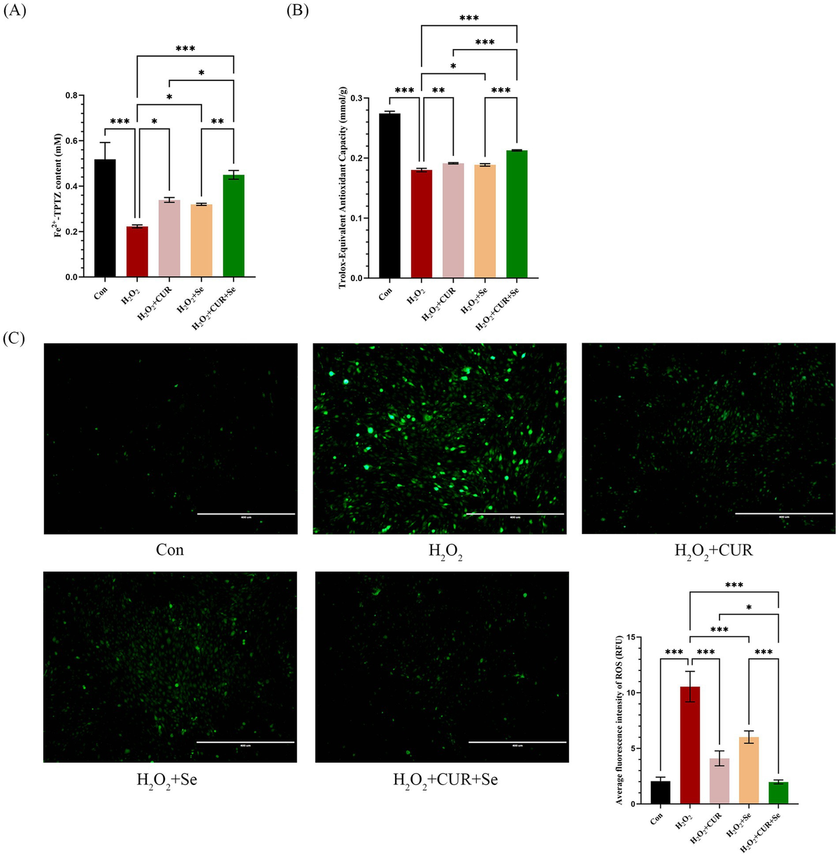 Frontiers | Curcumin and selenium synergistically mitigate oxidative ...