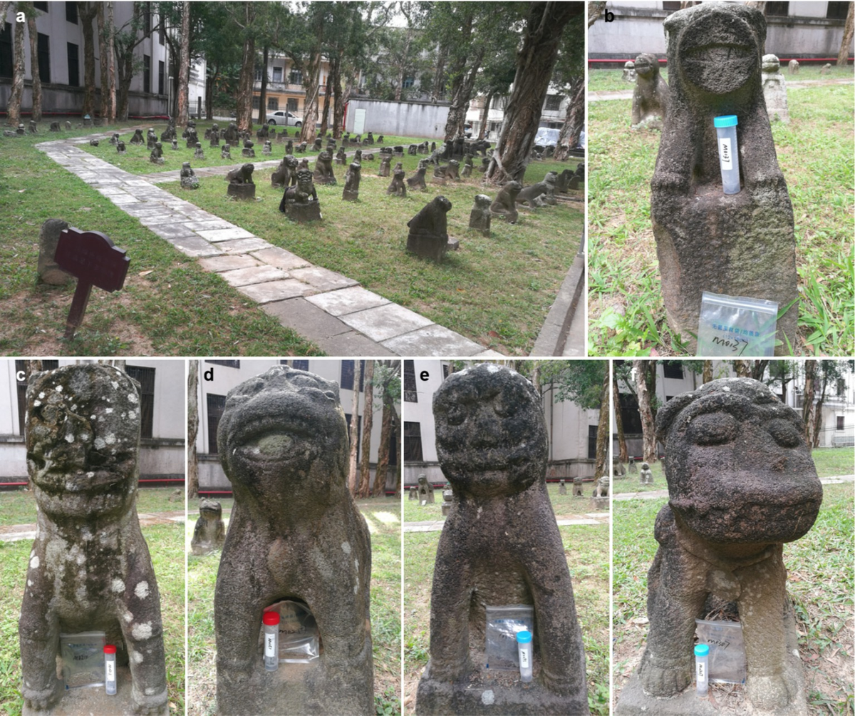 Frontiers | Identifying keystone taxa and metabolisms of epilithic ...