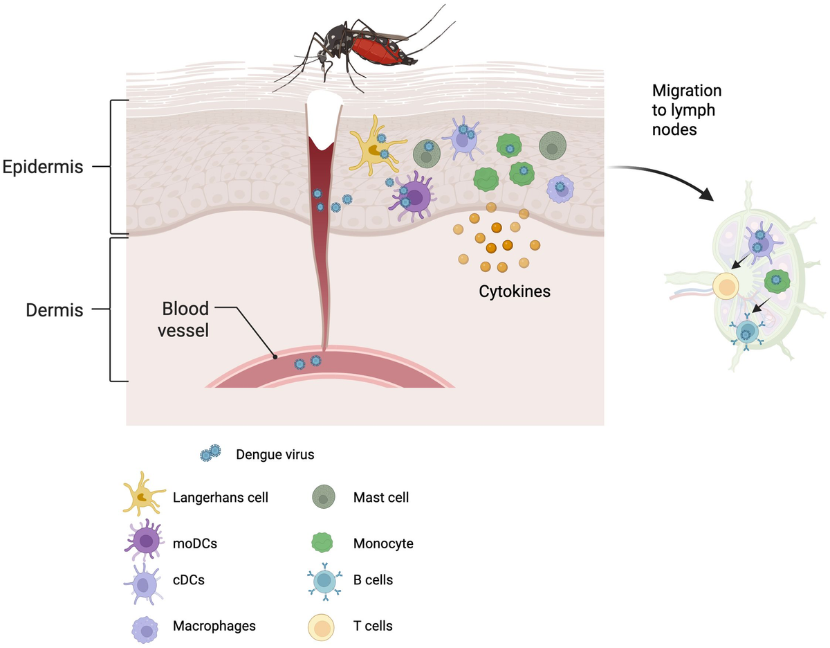 Frontiers | Dysregulated immune cell responses in severe dengue ...