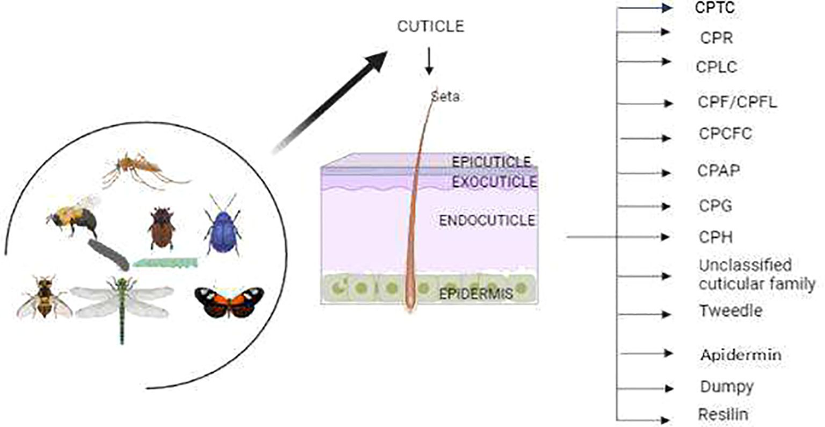 Frontiers | Panoramic view of diversity and function of cuticular ...