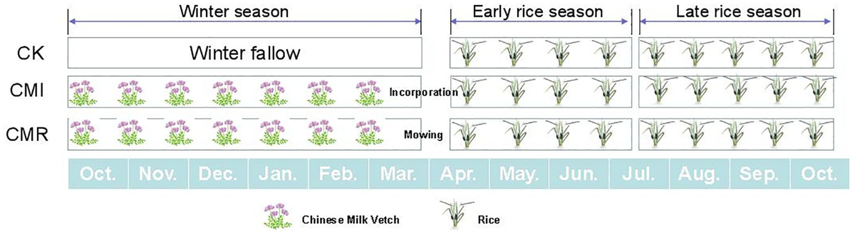 Frontiers | Long-term legume green manure residue incorporation is more ...