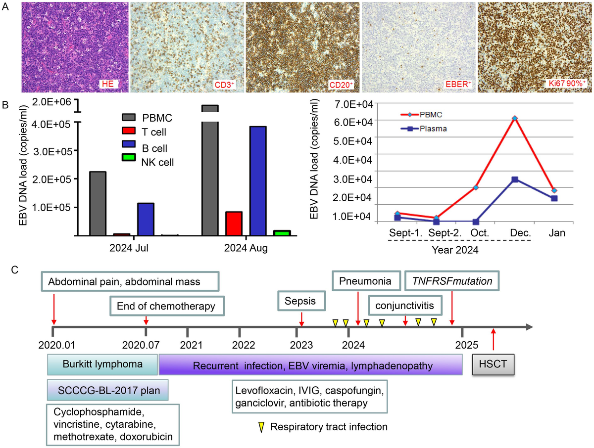 Frontiers | Clinical and functional characterization of a novel TNFRSF9 ...