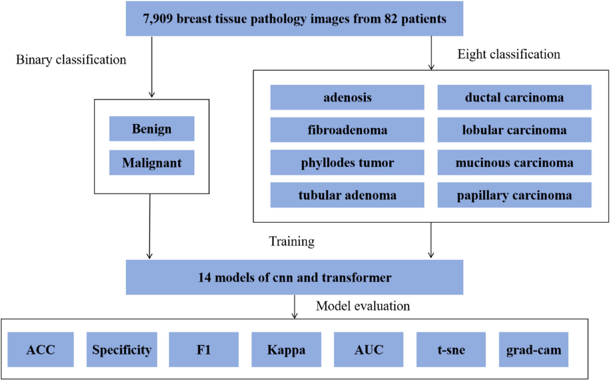 Frontiers | Comparative analysis of convolutional neural networks and transformer architectures ...