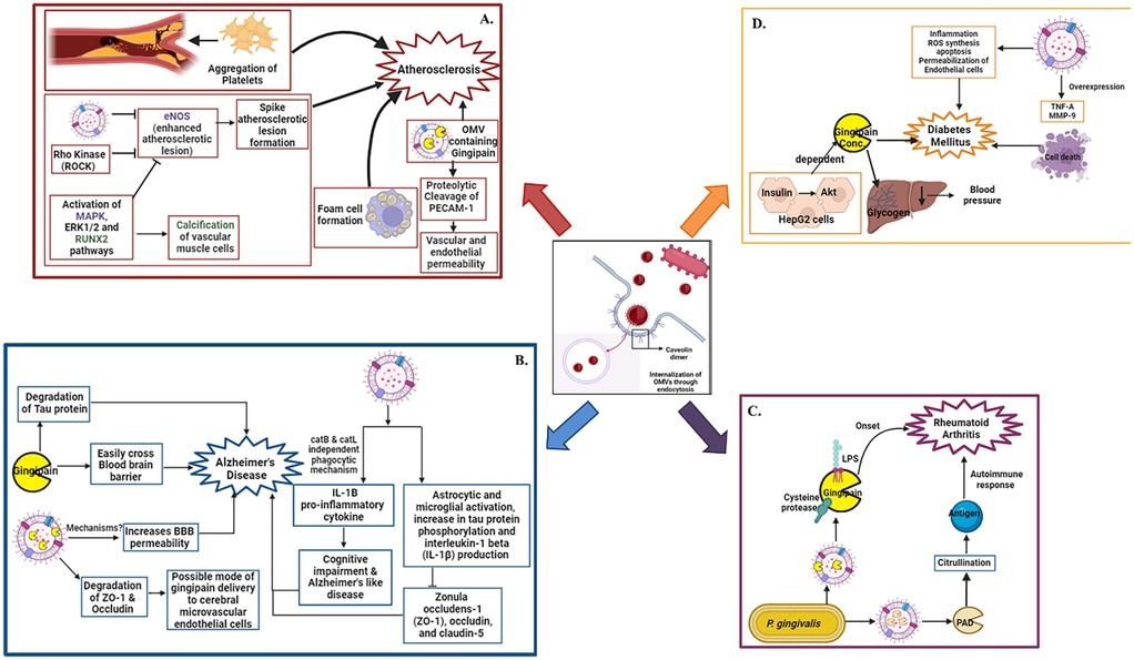 Frontiers | Membrane vesicles from Red Complex bacteria: key players in ...