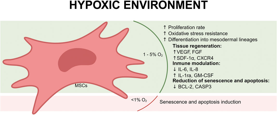 Frontiers | Hypoxia-induced metabolic reprogramming in mesenchymal stem ...