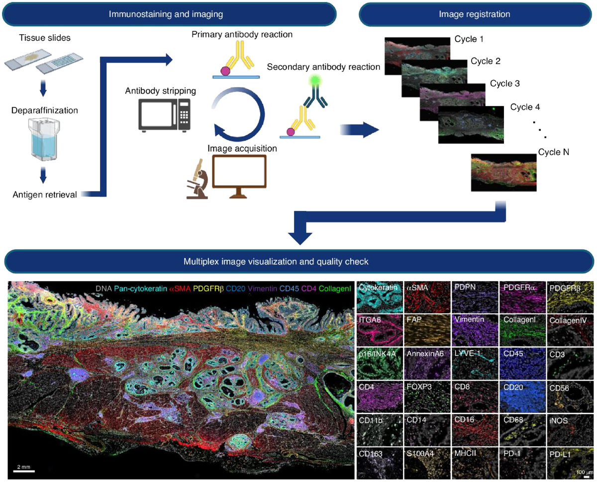 Frontiers | Spatiotemporal imaging of immune dynamics: rethinking drug ...