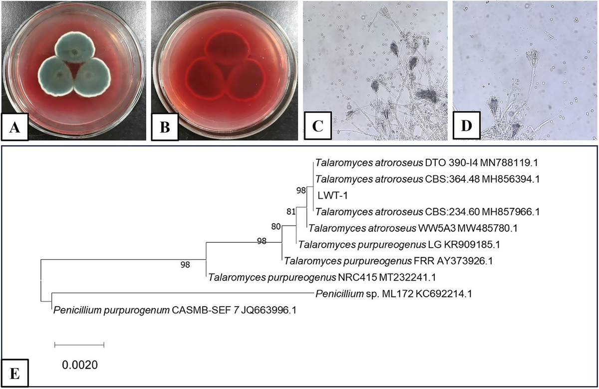 Frontiers | Isolation, identification, and production optimization of ...