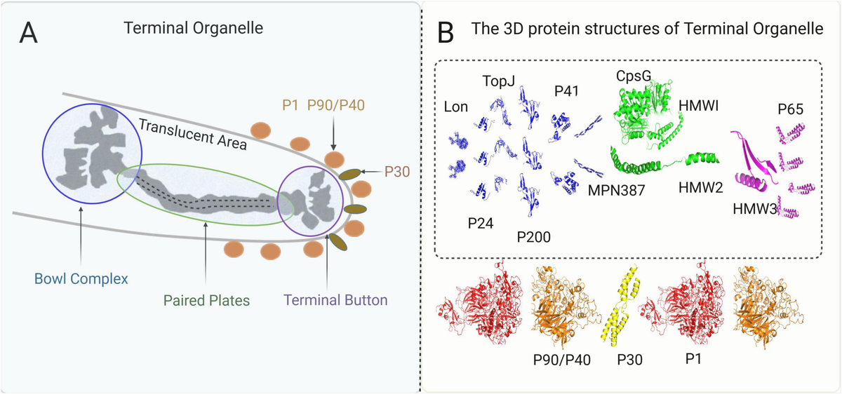 Frontiers | Advances in adhesion-related pathogenesis in Mycoplasma ...