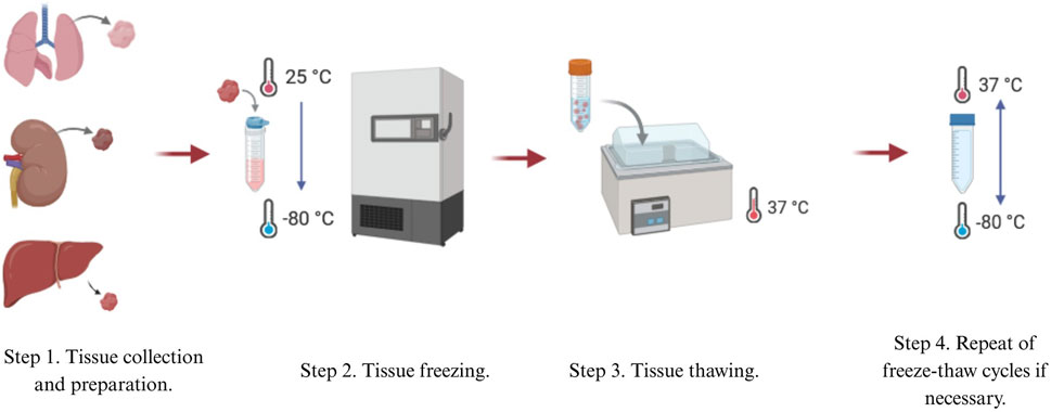Frontiers | Application of decellularization methods for scaffold ...