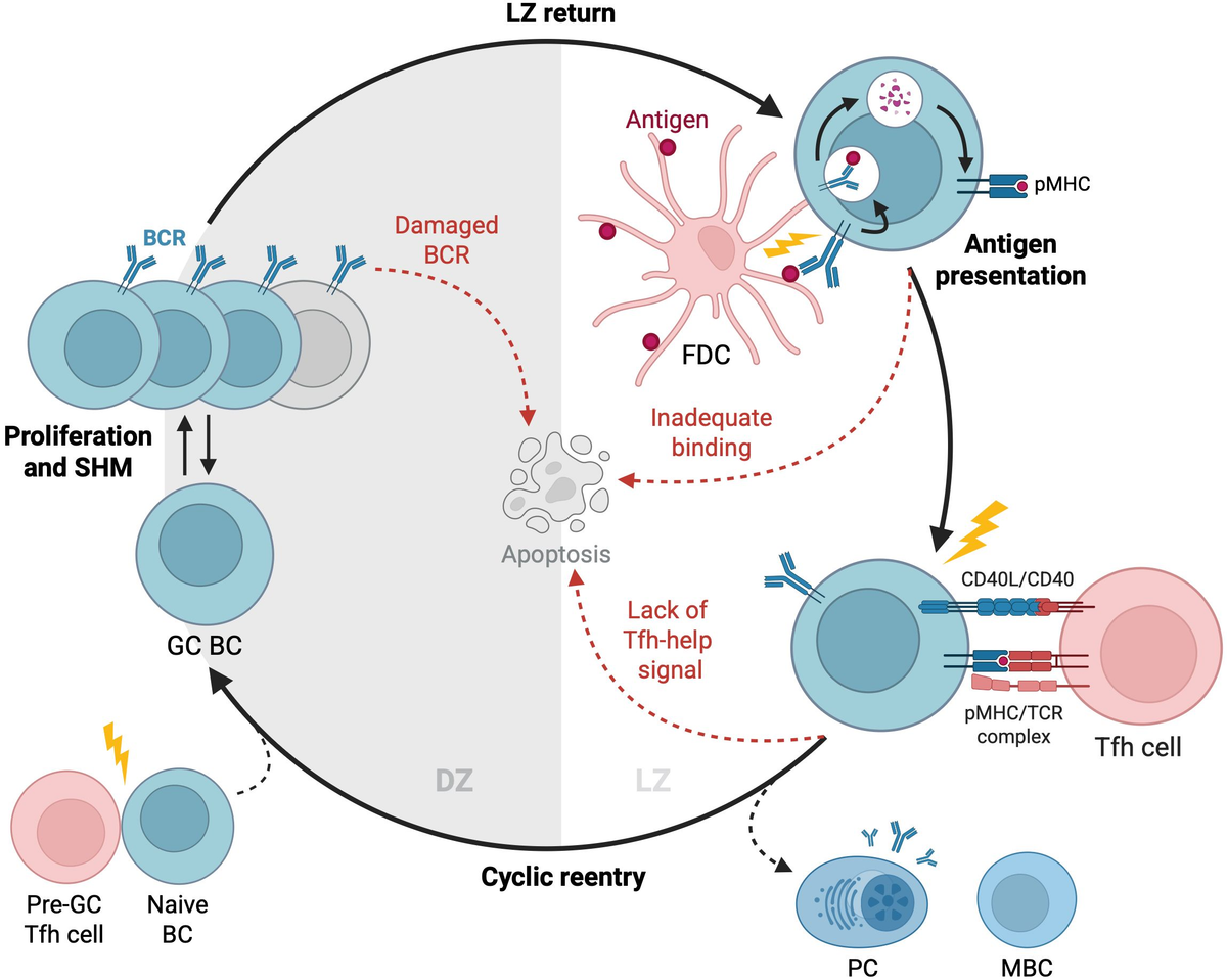 Frontiers | A paradigm shift in simulating affinity maturation to ...