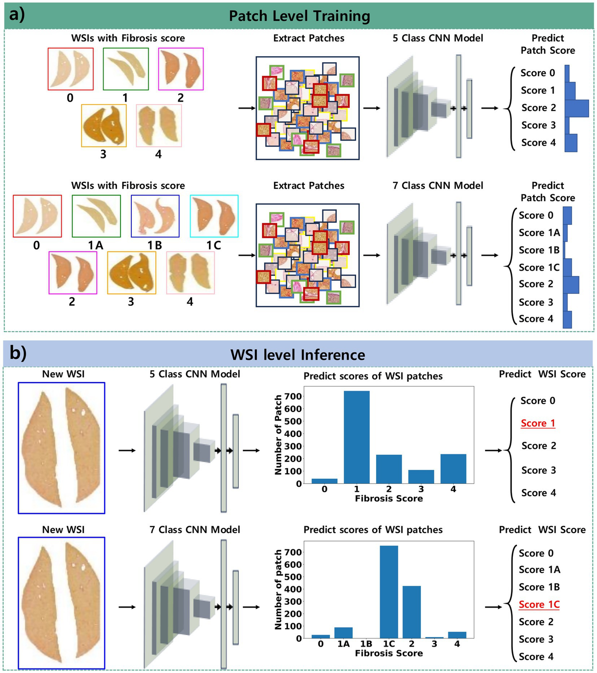 Frontiers | Deep learning-based method for grading histopathological liver fibrosis in rodent ...