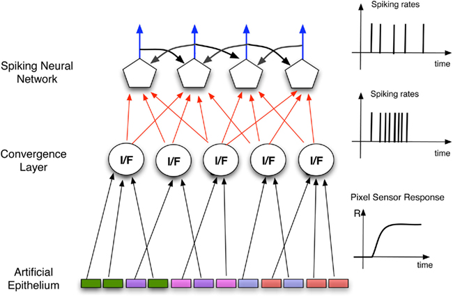 Frontiers | An Investigation on the Role of Spike Latency in an Artificial Olfactory System