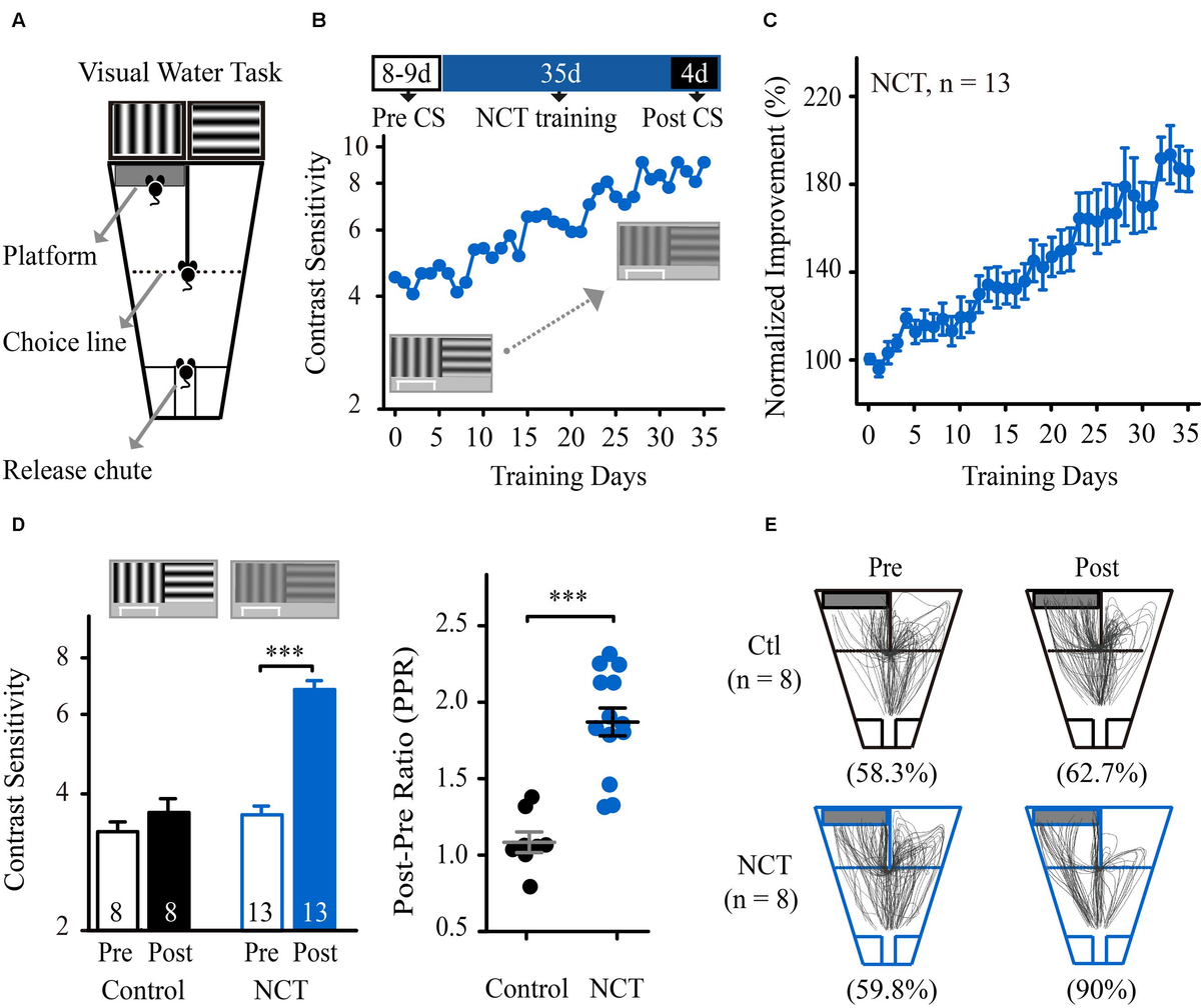 Frontiers | A Mouse Model of Visual Perceptual Learning Reveals ...