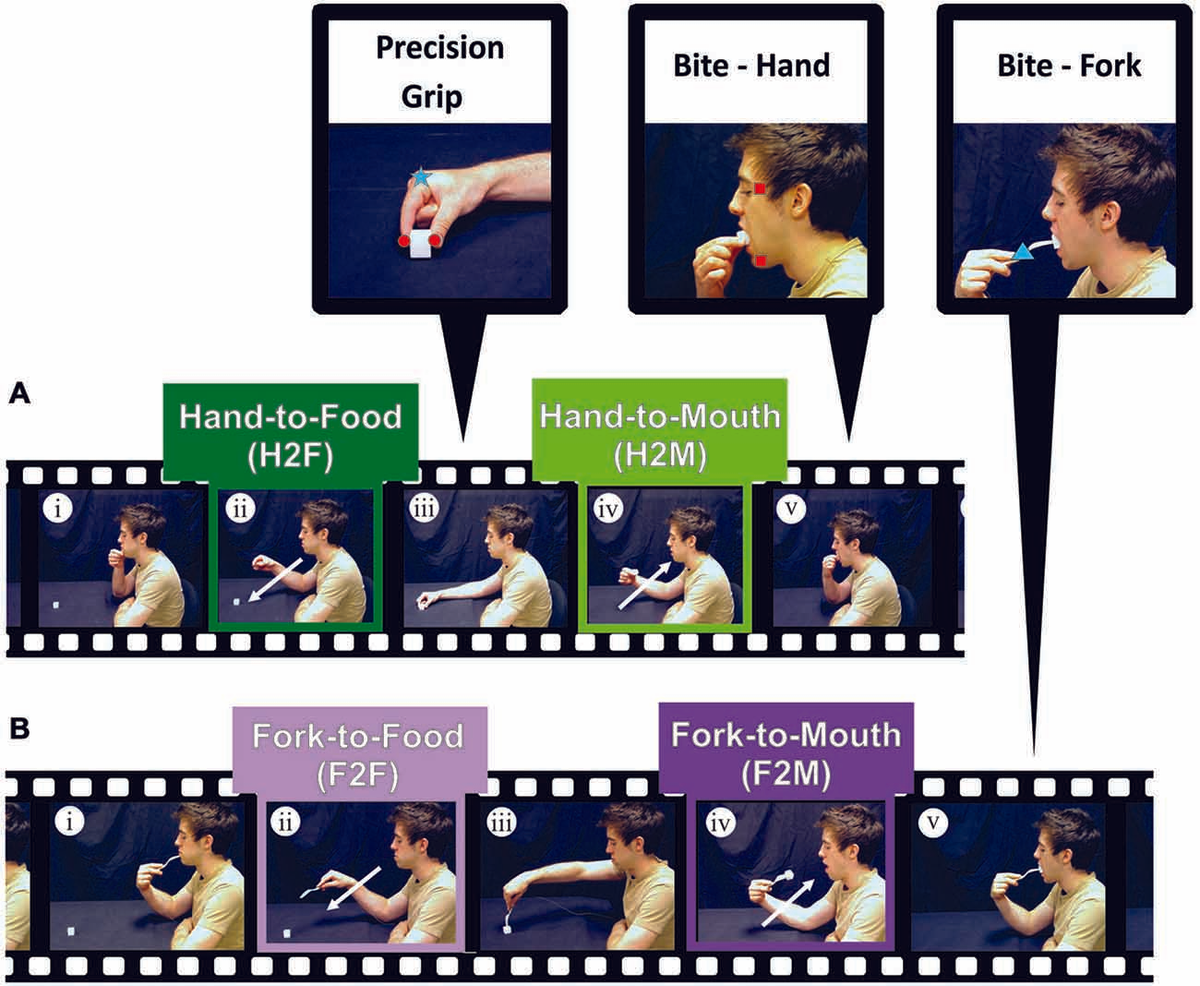 Frontiers | Direct comparisons of hand and mouth kinematics during ...