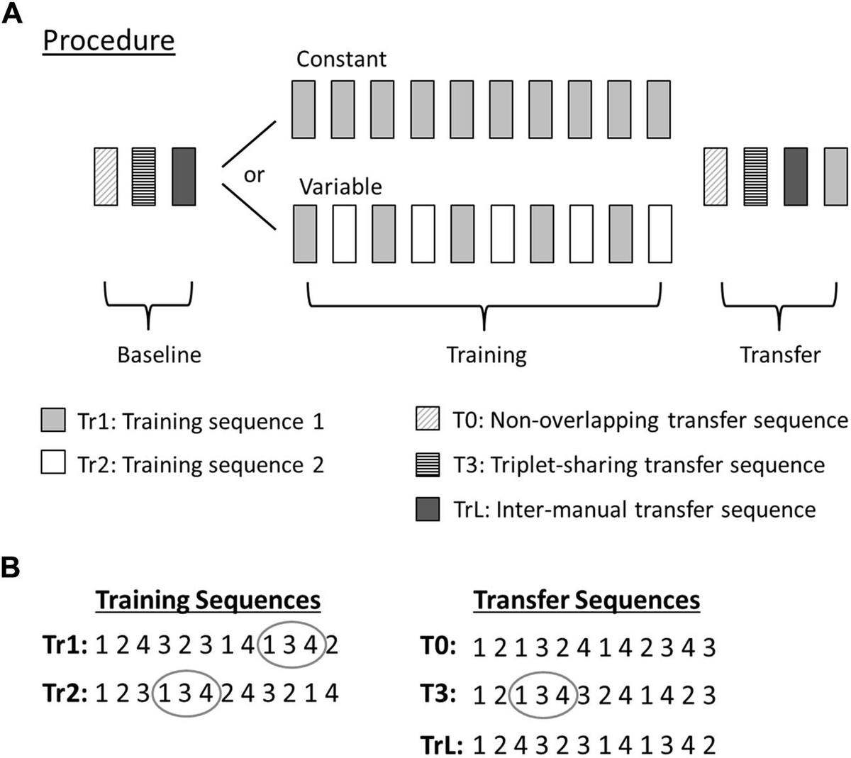 Frontiers | Transfer in Motor Sequence Learning: Effects of Practice Schedule and Sequence Context