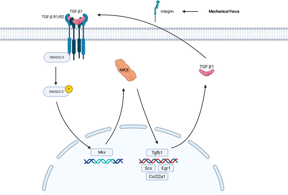 Frontiers | The Mkx- TGF-β pathway induced the development of the ...