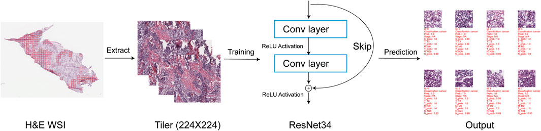 Frontiers | Enhancing head and neck cancer detection accuracy in ...