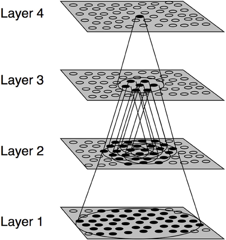 Frontiers | The Development of Hand-Centered Visual Representations in ...