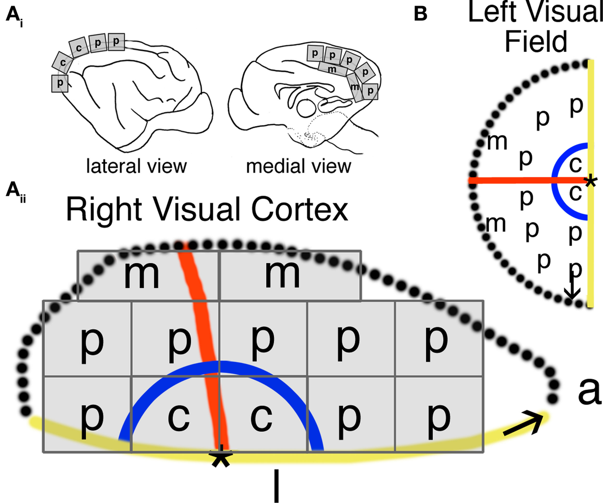 Frontiers | Experience-Dependent Changes in Excitatory and Inhibitory ...