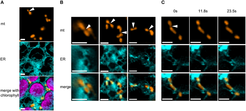 Frontiers | Mitochondrial Dynamics and the ER: The Plant Perspective
