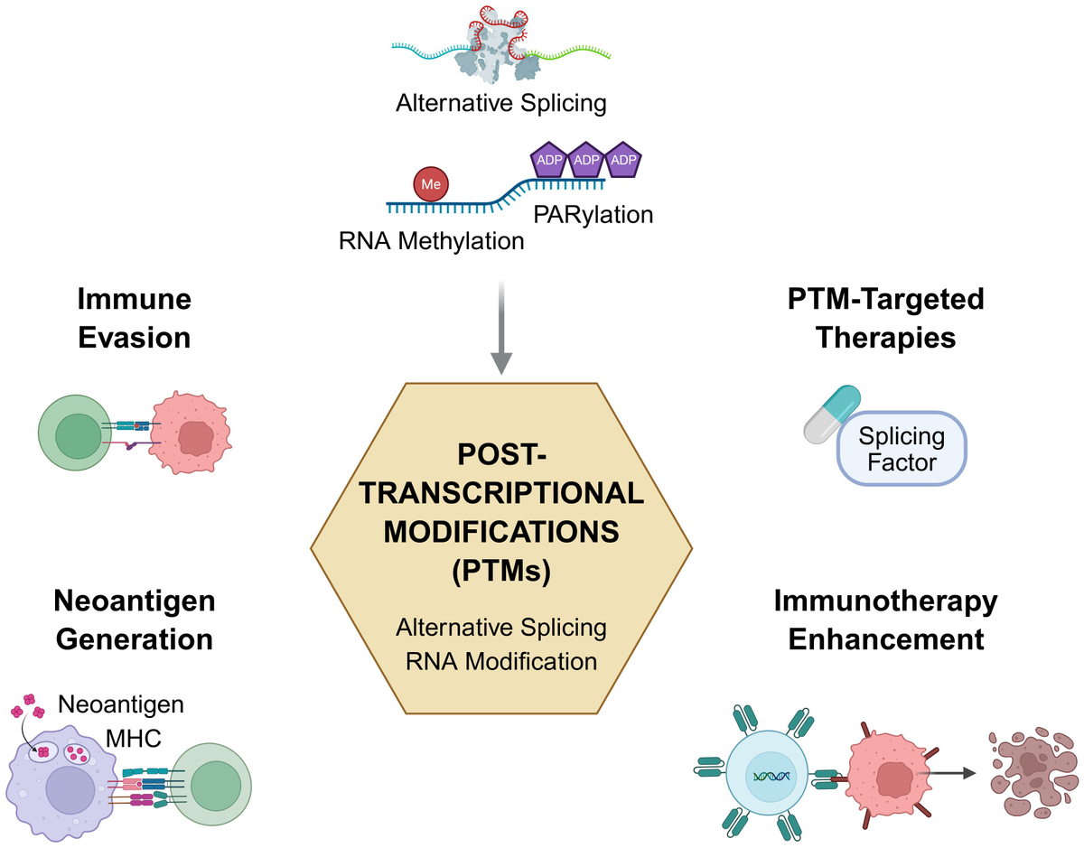 Frontiers | Editorial: Post-transcriptional modifications in cancer ...