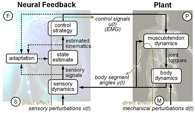 Frontiers | Identification of the Unstable Human Postural Control System