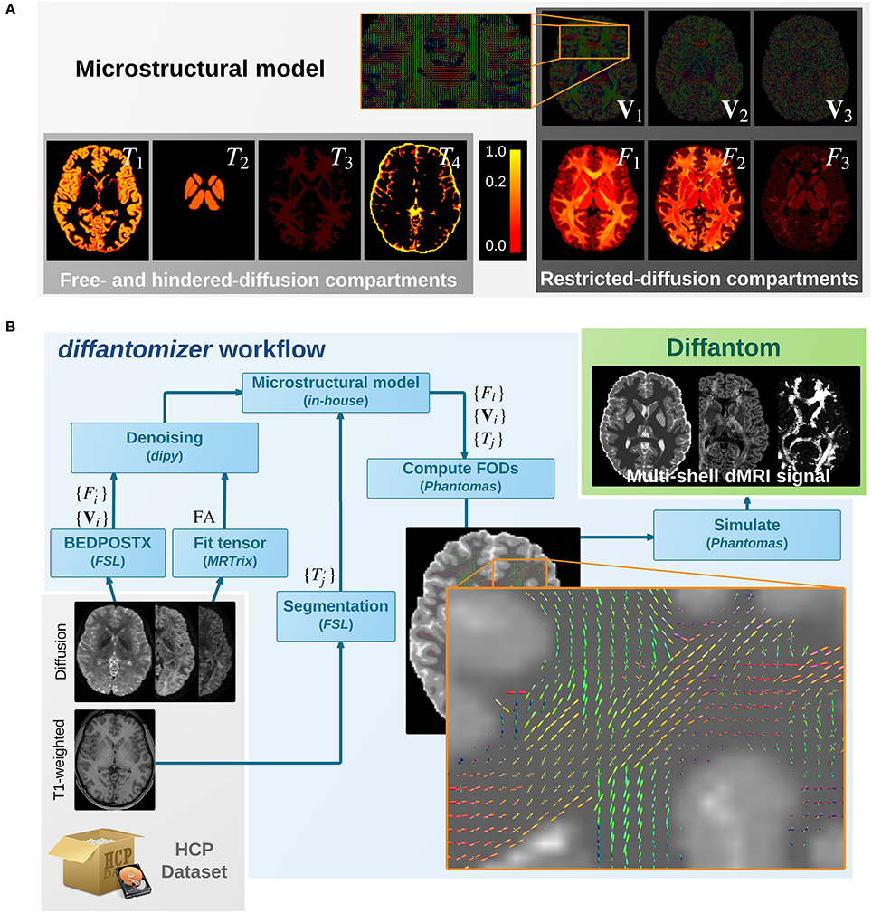 Frontiers | Diffantom: Whole-Brain Diffusion MRI Phantoms Derived from ...