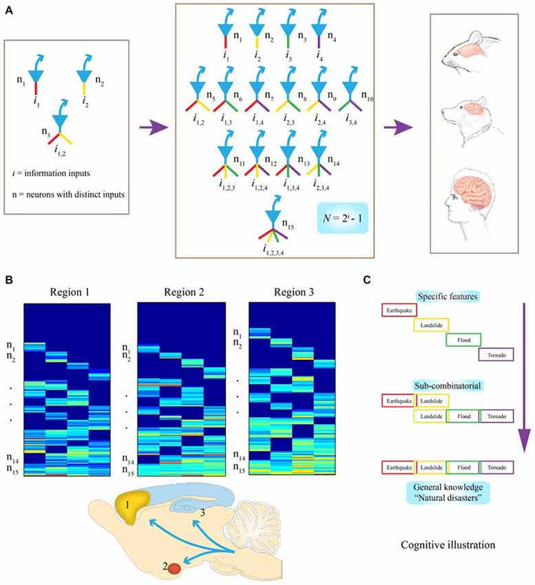 Frontiers | Principles of Intelligence: On Evolutionary Logic of the Brain
