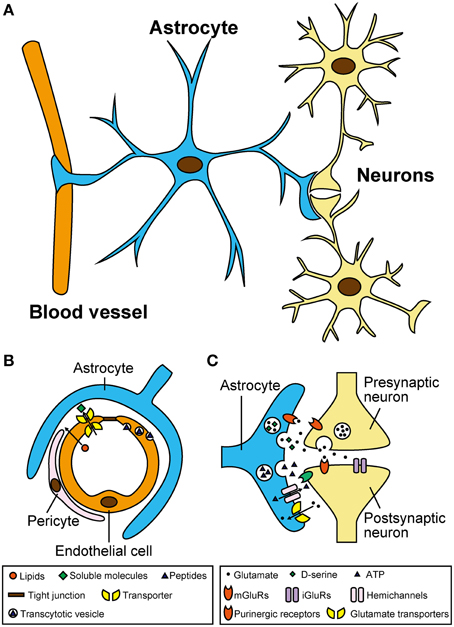 Frontiers | Gliotransmitter release from astrocytes: functional ...