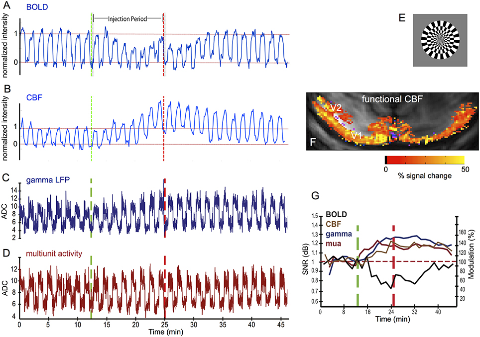 Frontiers | fMRI at High Spatial Resolution: Implications for BOLD-Models