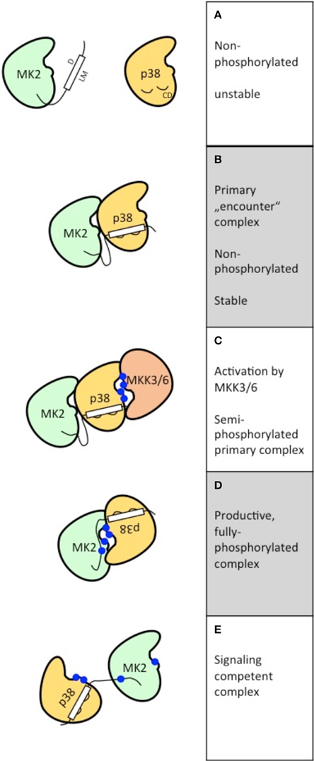 Frontiers | MAPK-Activated Protein Kinases (MKs): Novel Insights and ...
