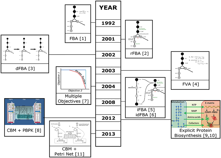 Frontiers | Constraint Based Modeling Going Multicellular