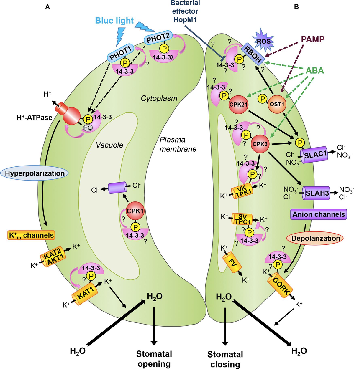 Frontiers | 14-3-3 Proteins in Guard Cell Signaling