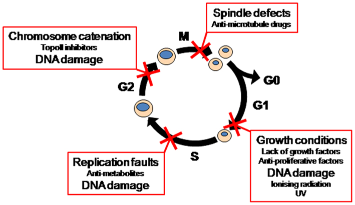 Cell Cycle Checkpoints Dna Damage