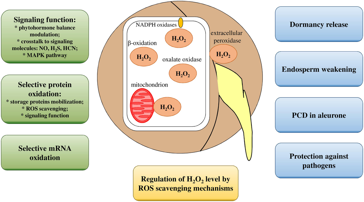 Frontiers | Different Modes of Hydrogen Peroxide Action During Seed ...
