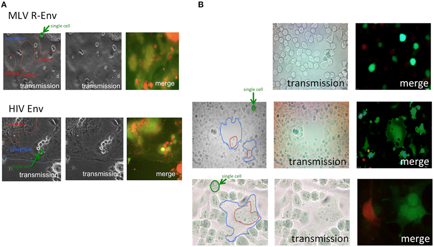 Frontiers | Fragments of Target Cells are Internalized into Retroviral ...
