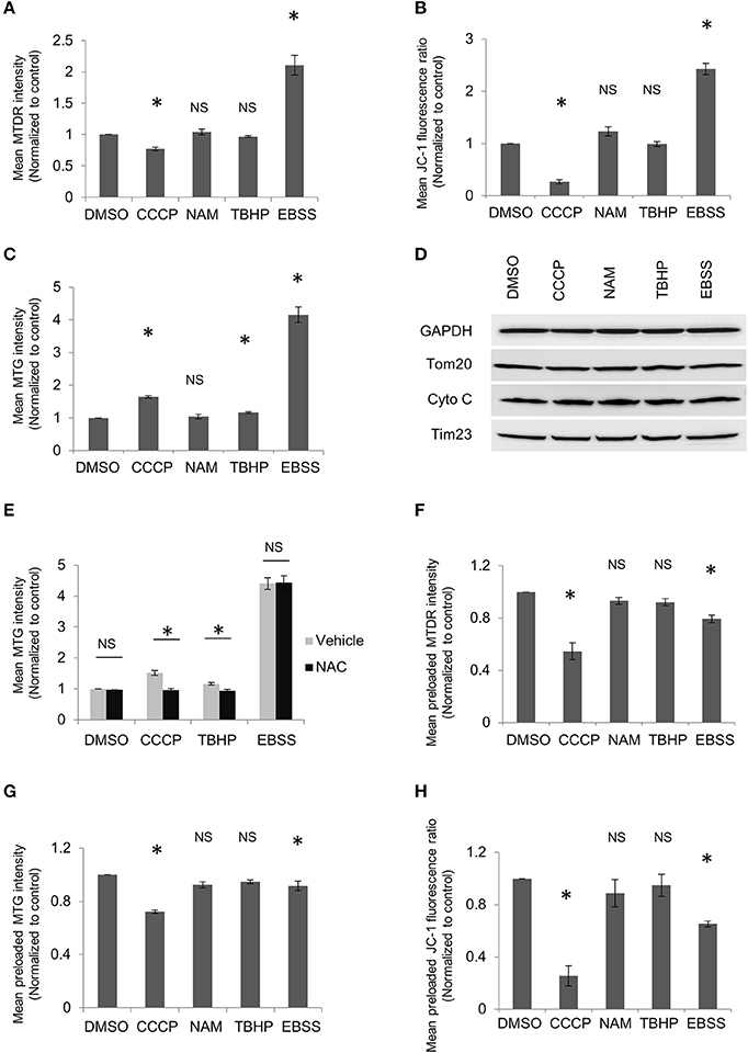 Frontiers | Flow Cytometry-Based Assessment of Mitophagy Using MitoTracker